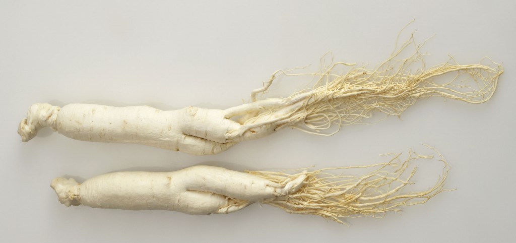 Digging ginseng - Indiana Connection