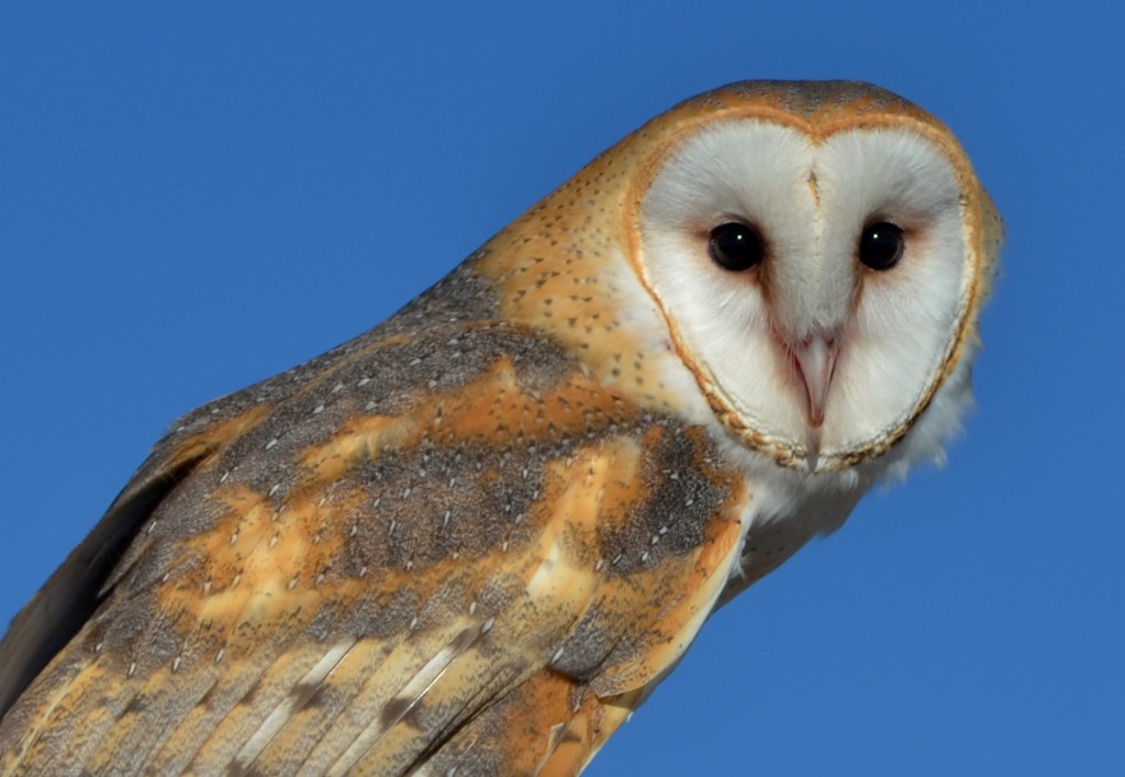 Barn Owl - Indiana Connection