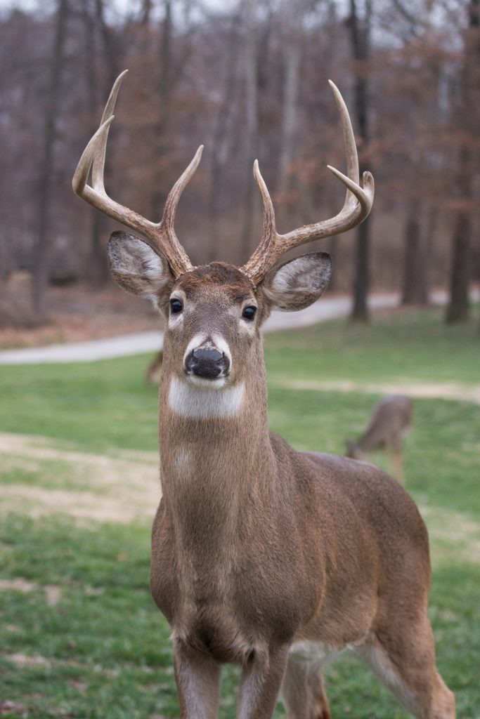Bovine TB testing for wild deer - Indiana Connection