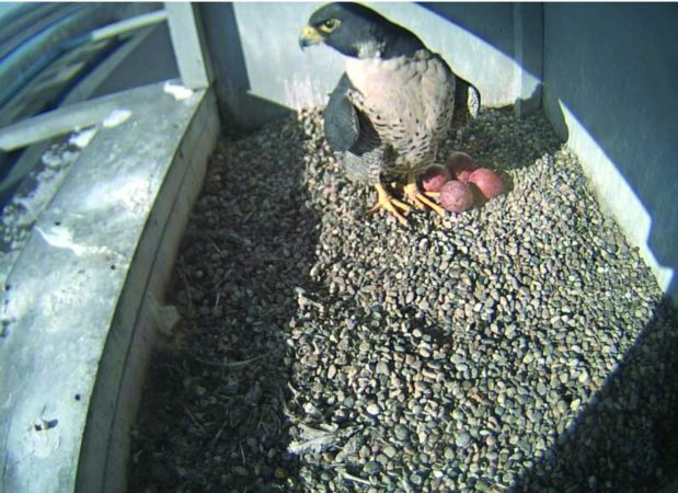 Reintroduction of falcons a success - Indiana Connection