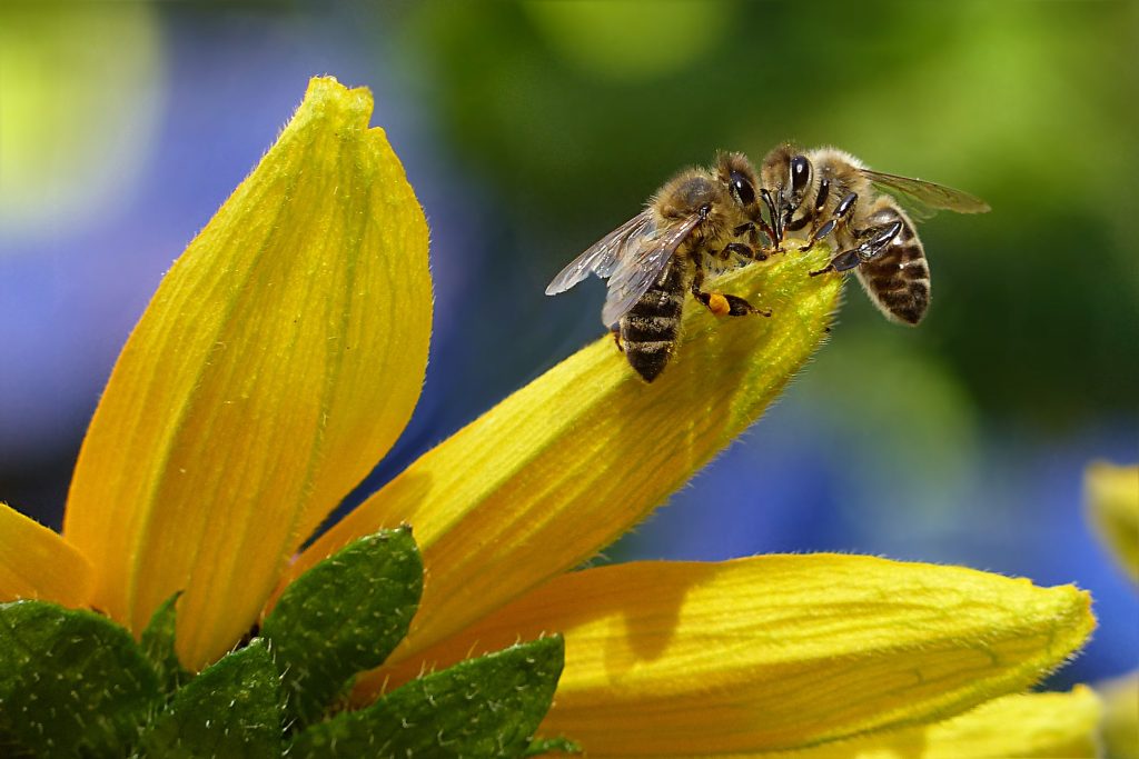 The buzz about pollinators - Indiana Connection