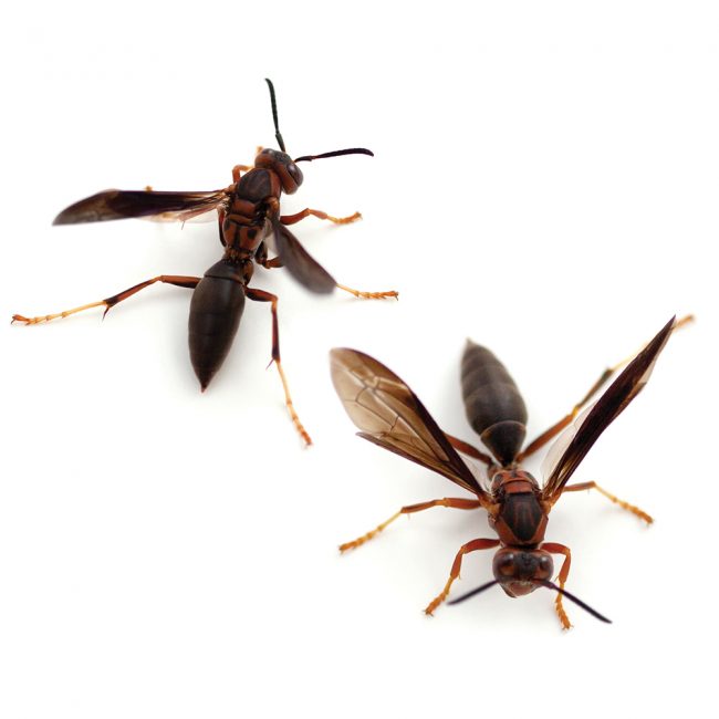 Winter Wasps - Indiana Connection