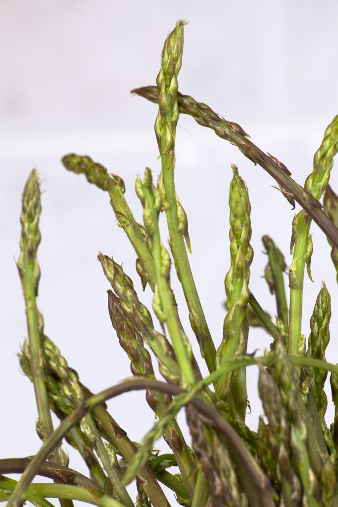 Where asparagus once grew wild - Indiana Connection