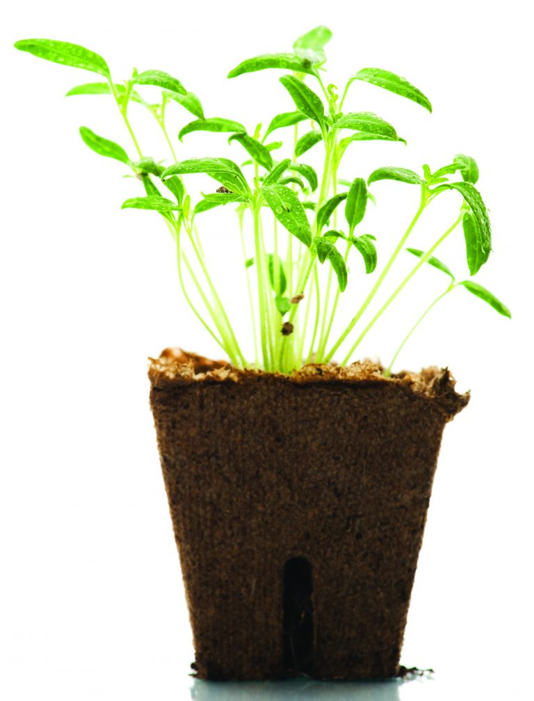 Tomato Talk - Indiana Connection