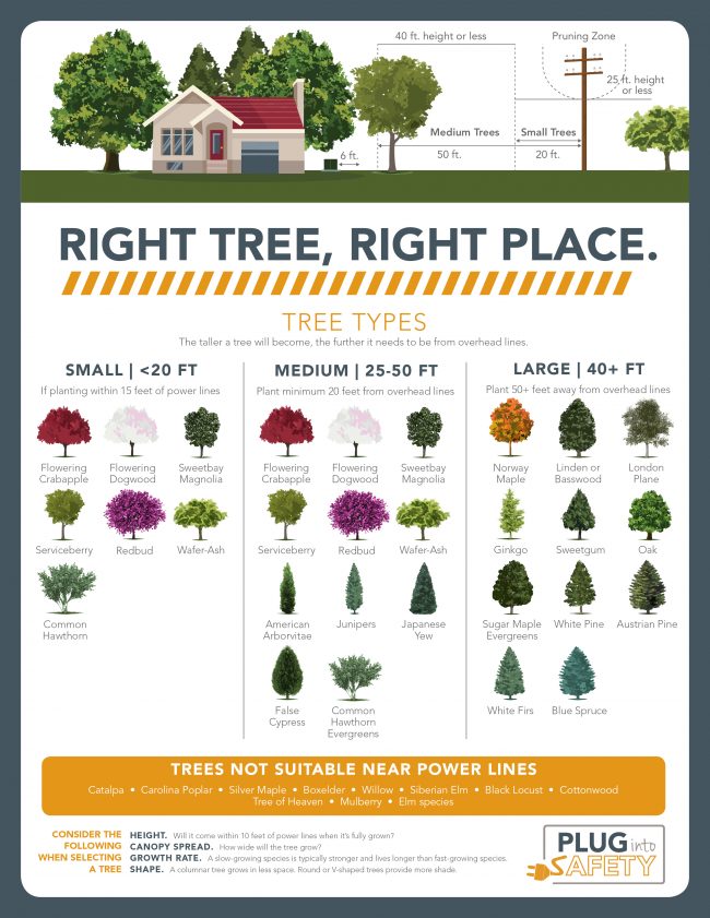 Right tree, right place - Indiana Connection