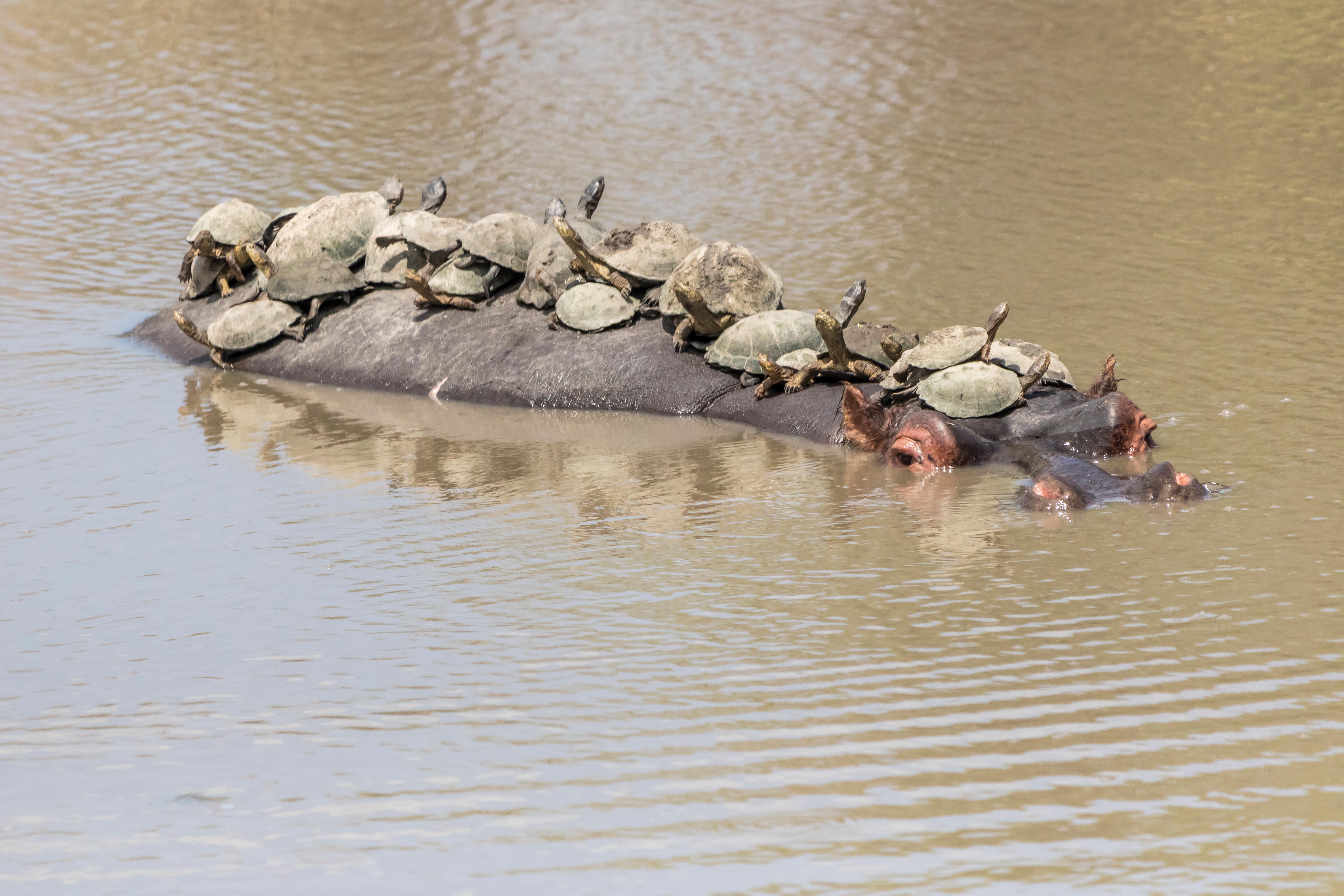 Clusters of Critters or Hordes of Herds - Indiana Connection