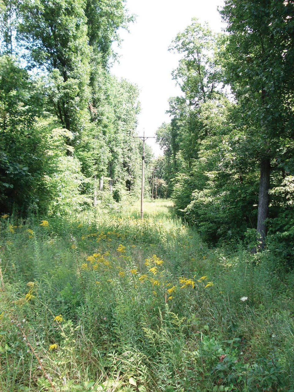 Vegetation management benefits you - Indiana Connection