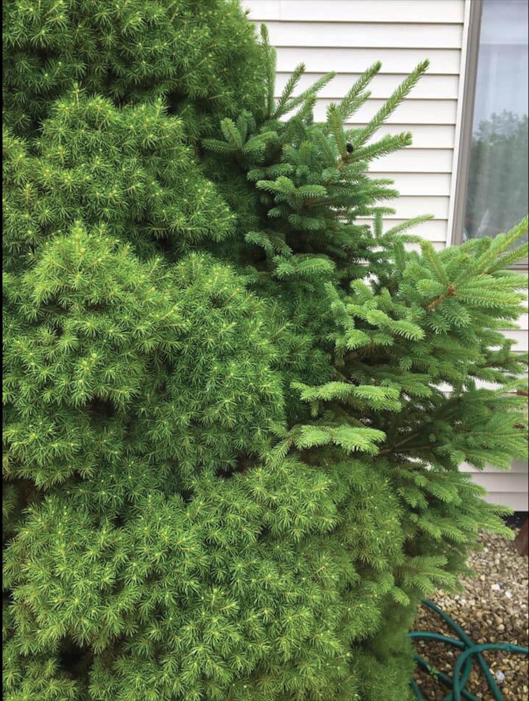 Ask Rosie: September 2019 - Indiana Connection