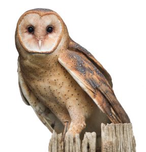 For the birds - Indiana Connection