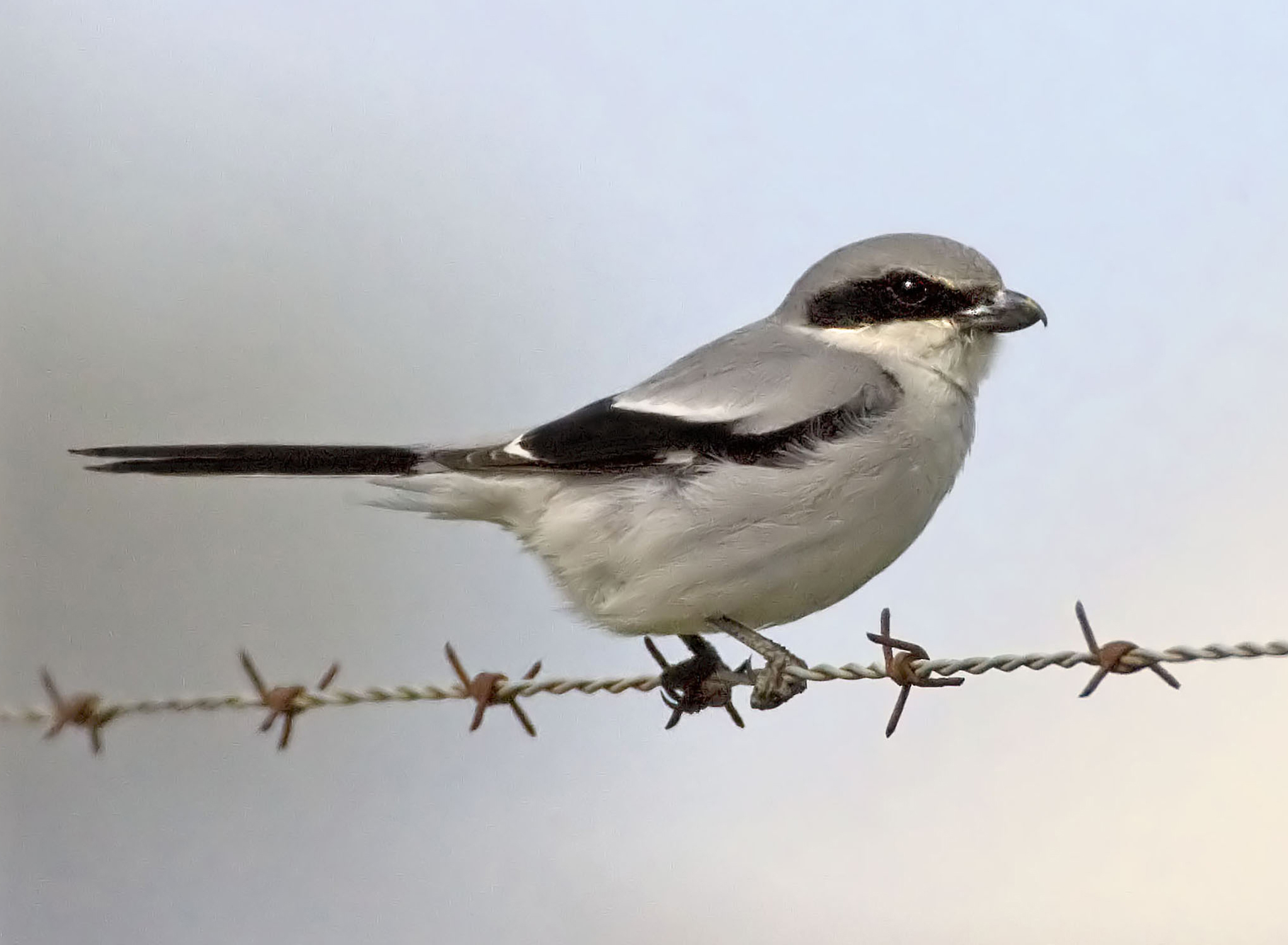 For the birds - Indiana Connection