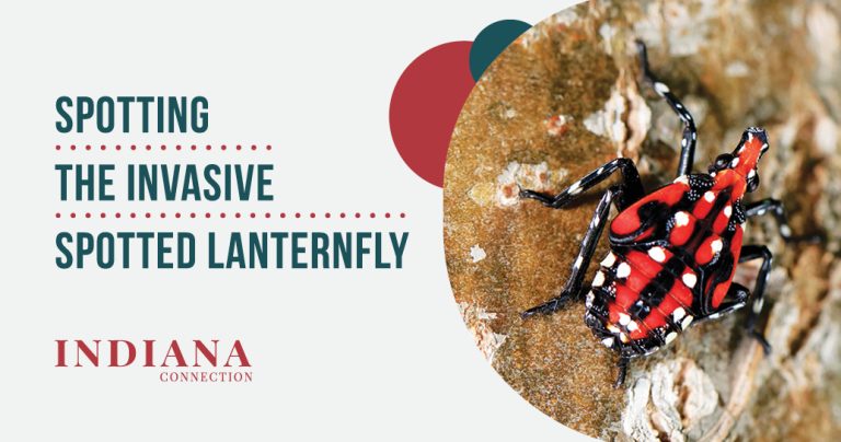 Home - Indiana Connection