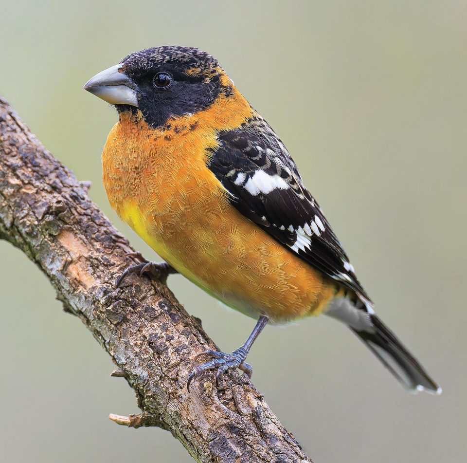 Rare birds - Indiana Connection