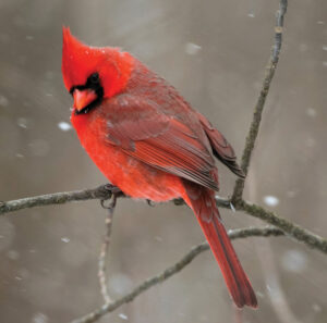 Indiana's cardinal song - Indiana Connection
